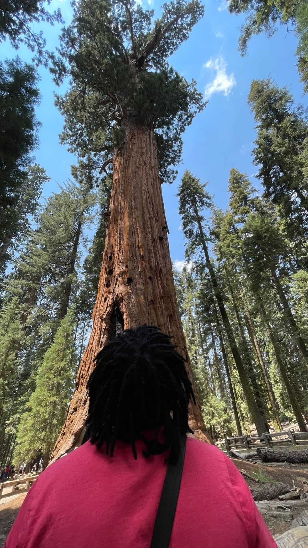 5 Things You Would Love About Sequoia National Park - Lucas World Travel