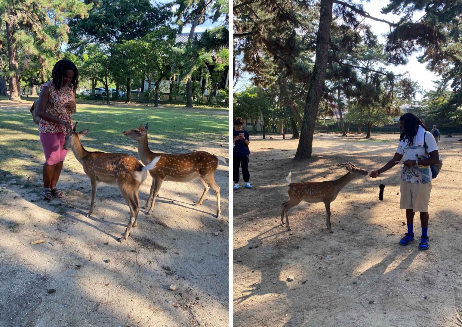 7 Unmissable Things To Do In Nara, Japan (The Perfect Nara Day Trip ...